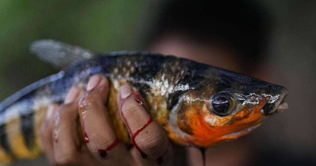 In the Amazon, Indigenous women bring a tiny tribe back from the brink ...