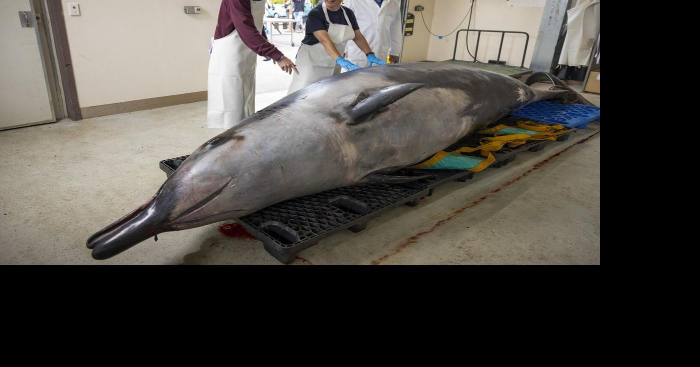 This whale species is so rare it's never been seen alive. A dissection ...