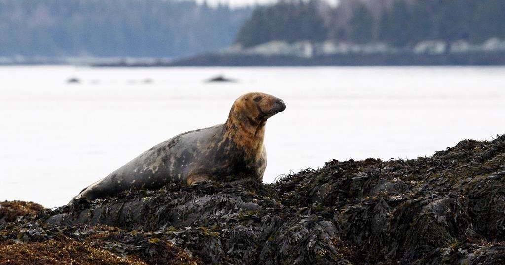 Bird flu is decimating seal colonies. Scientists don't know how to stop ...