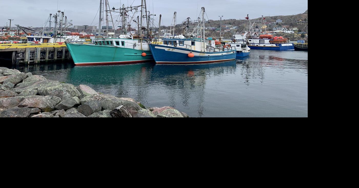 Scientists question Ottawa more than doubling cod catch in Newfoundland ...