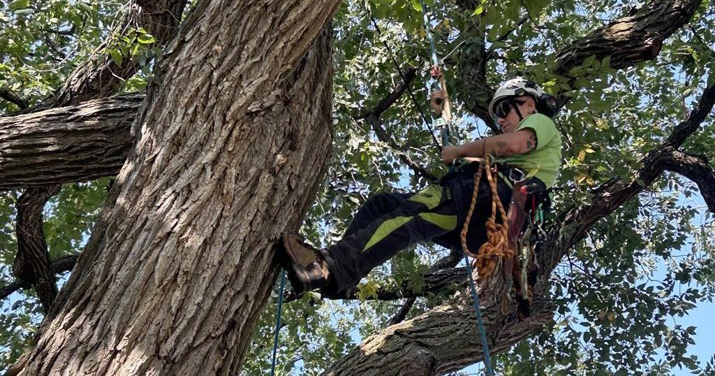 'Challenges every single muscle': Champion tree climber turns work into ...