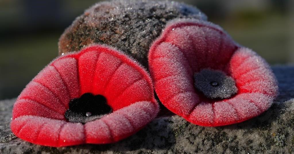 New poppy campaign initiatives seek to modernize the tradition of ...