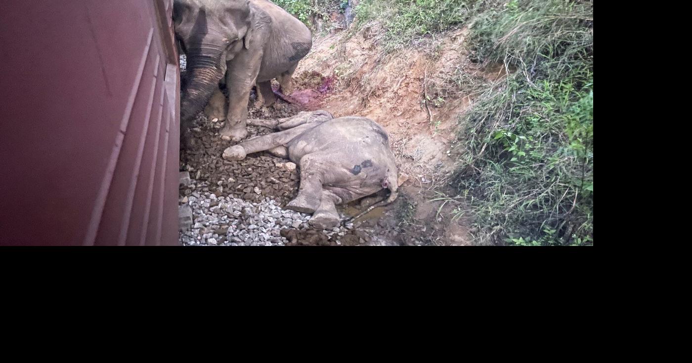 A train struck an elephant herd in Sri Lanka, killing 6 animals | World ...
