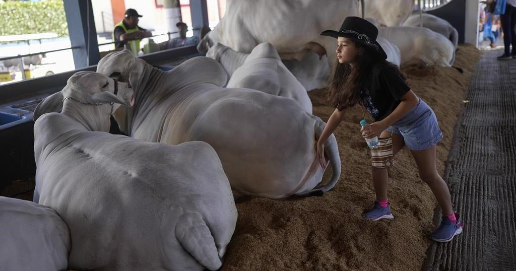 She's the world's most expensive cow, and part of Brazil's plan to put ...