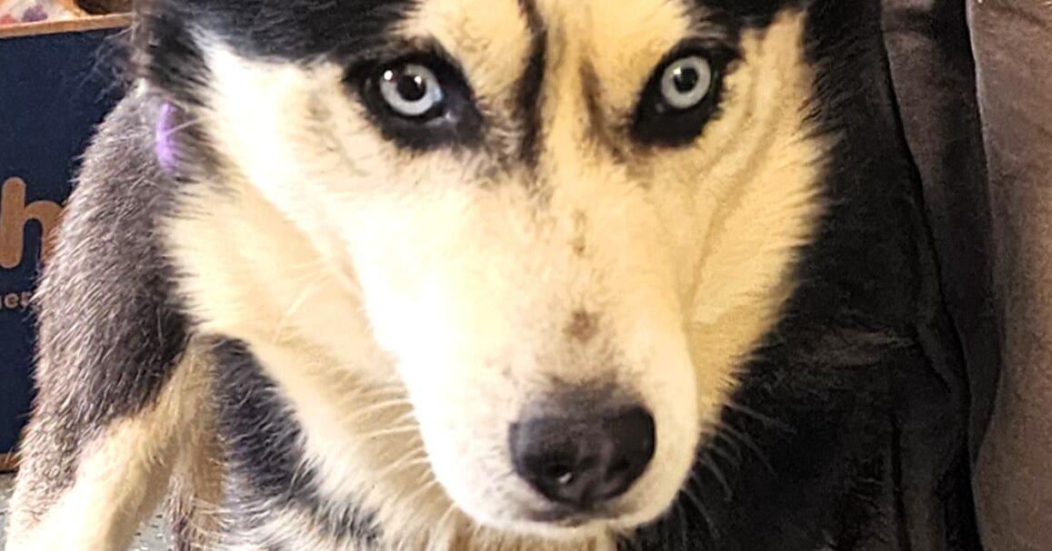 These pets up for adoption at the Galax-Carroll Grayson Shelter | News ...
