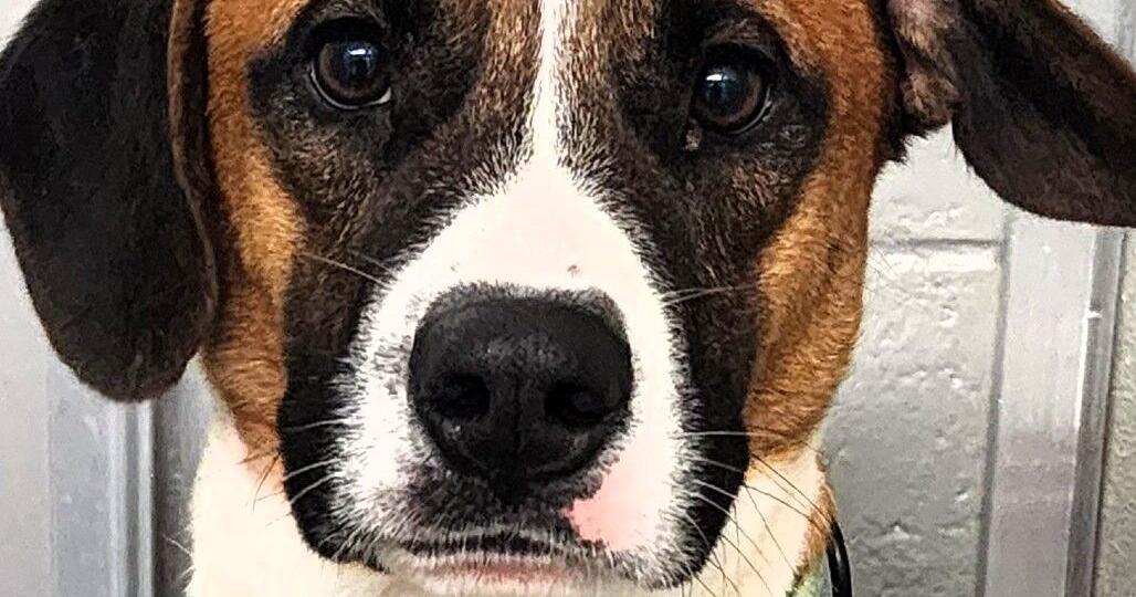 Furever Friends up for adoption at Galax-Carroll-Grayson Animal Shelter ...