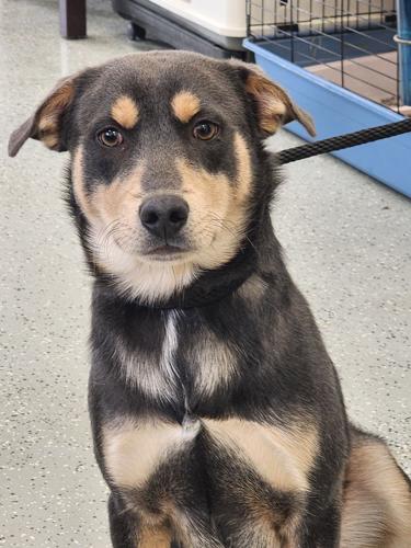 Animals available for adoption | News | thecarrollnews.com