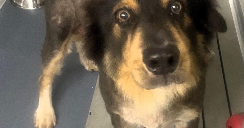 Furever friends ready for adoption at Galax Carroll Grayson Shelter ...