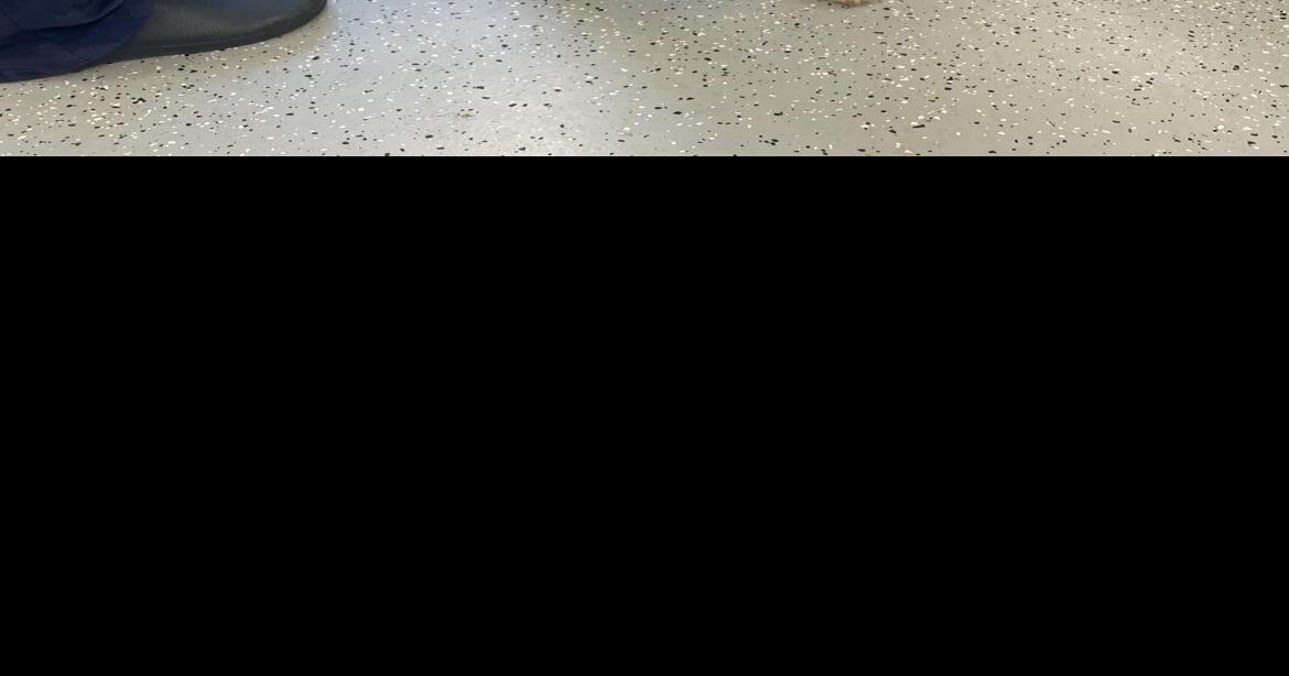 Animals available for adoption at Galax-Carroll-Grayson Animal Shelter ...