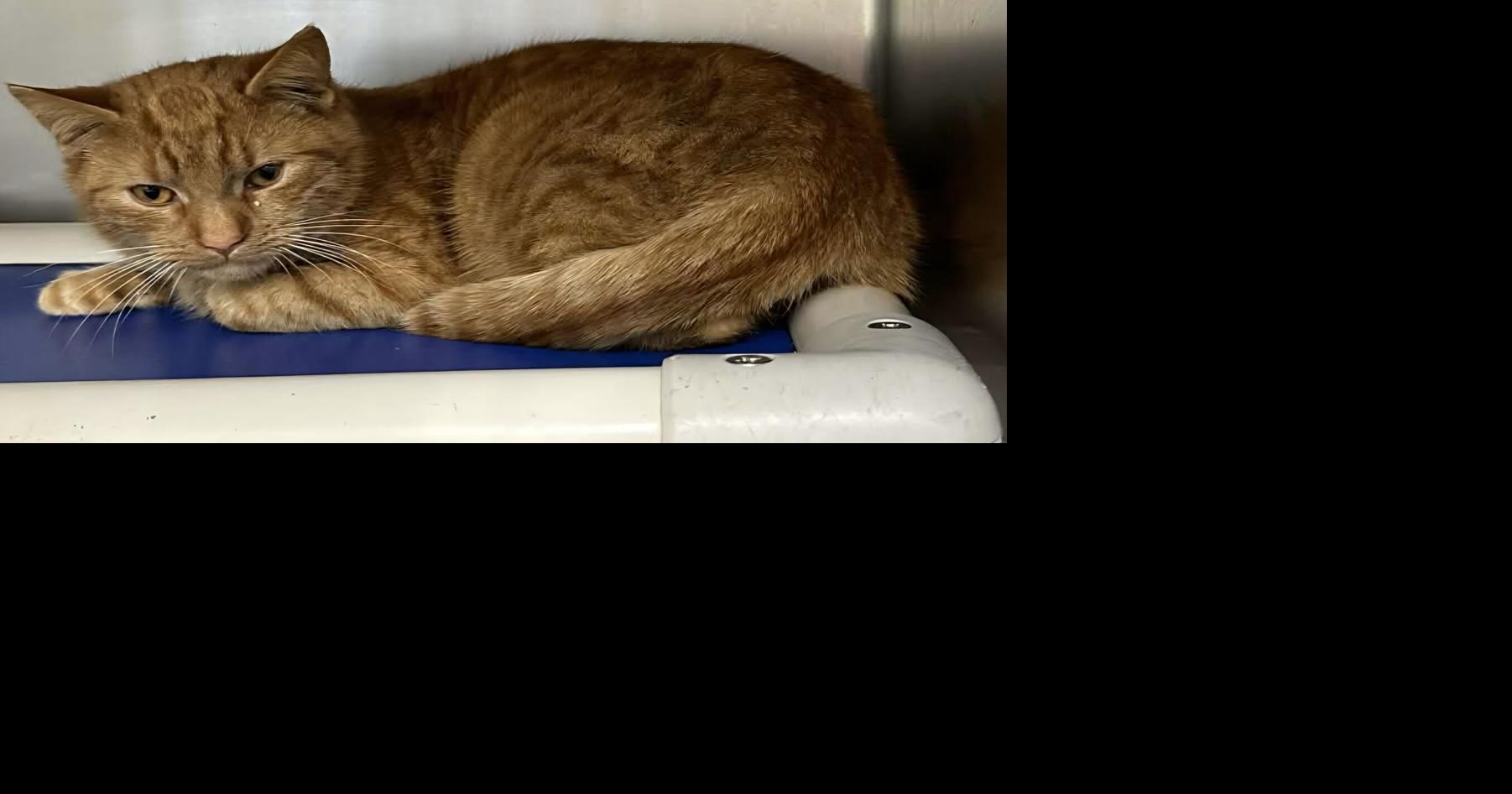 These pets up for adoption at the Galax-Carroll Grayson Shelter | News ...