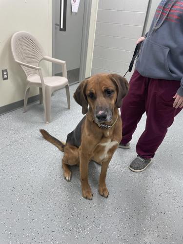 Animals available for adoption | News | thecarrollnews.com