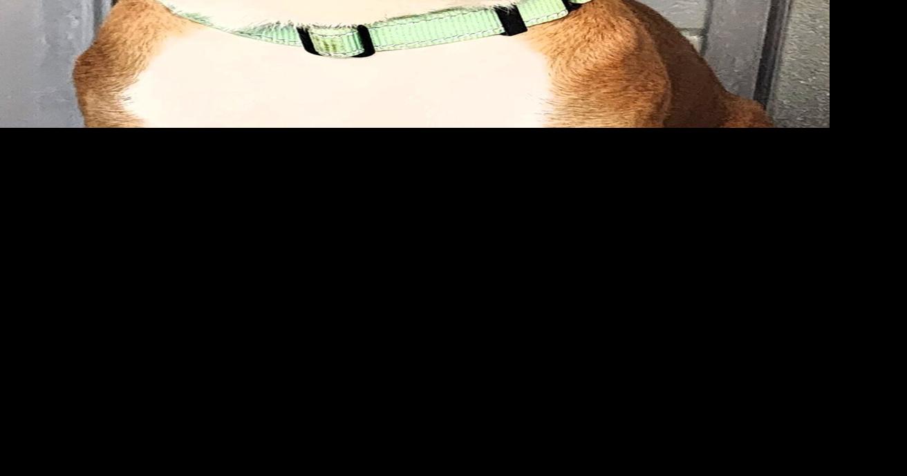 Furever Friends for Adoption at Galax-Carroll-Grayson Animal Shelter ...