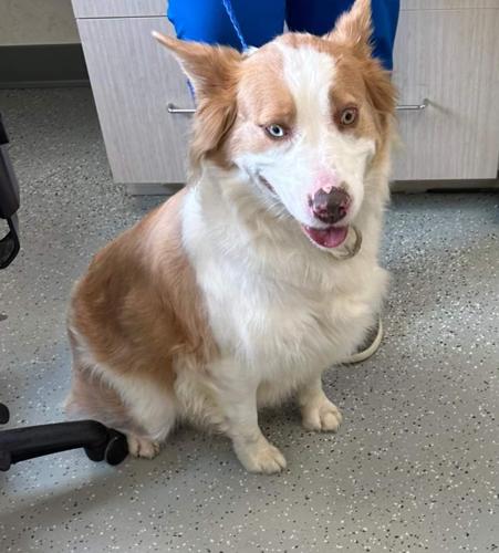 Animals available for adoption | News | thecarrollnews.com