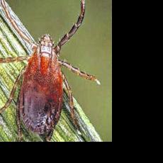 VCE warns of new species of tick in Virginia | Local News ...