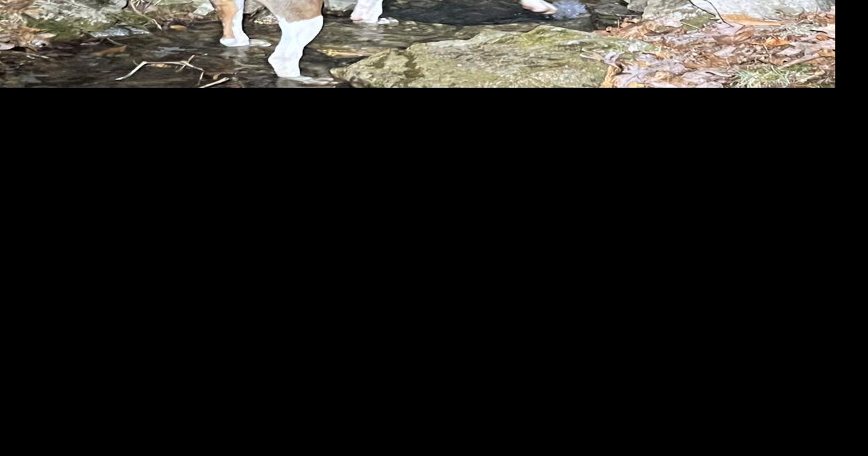 Local coon hunters raising money for St. Jude's | News | thecarrollnews.com