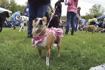‘Woof Fest’ at Jillson Square this weekend | News | thechronicle.com