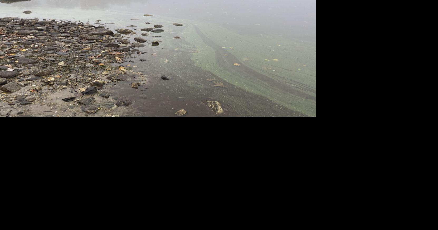Algae observed on Columbia Lake | News | thechronicle.com