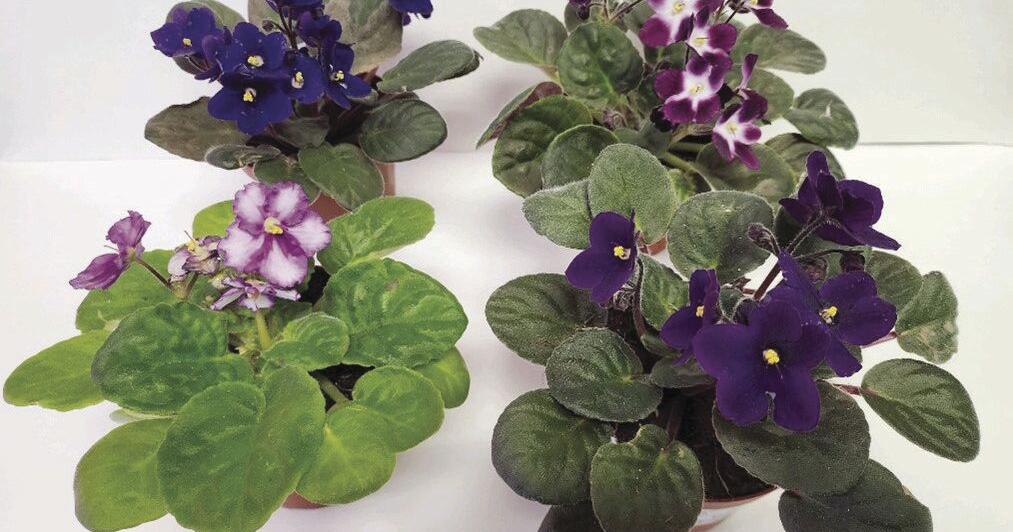 Volumes of violets | News | thechronicle.com