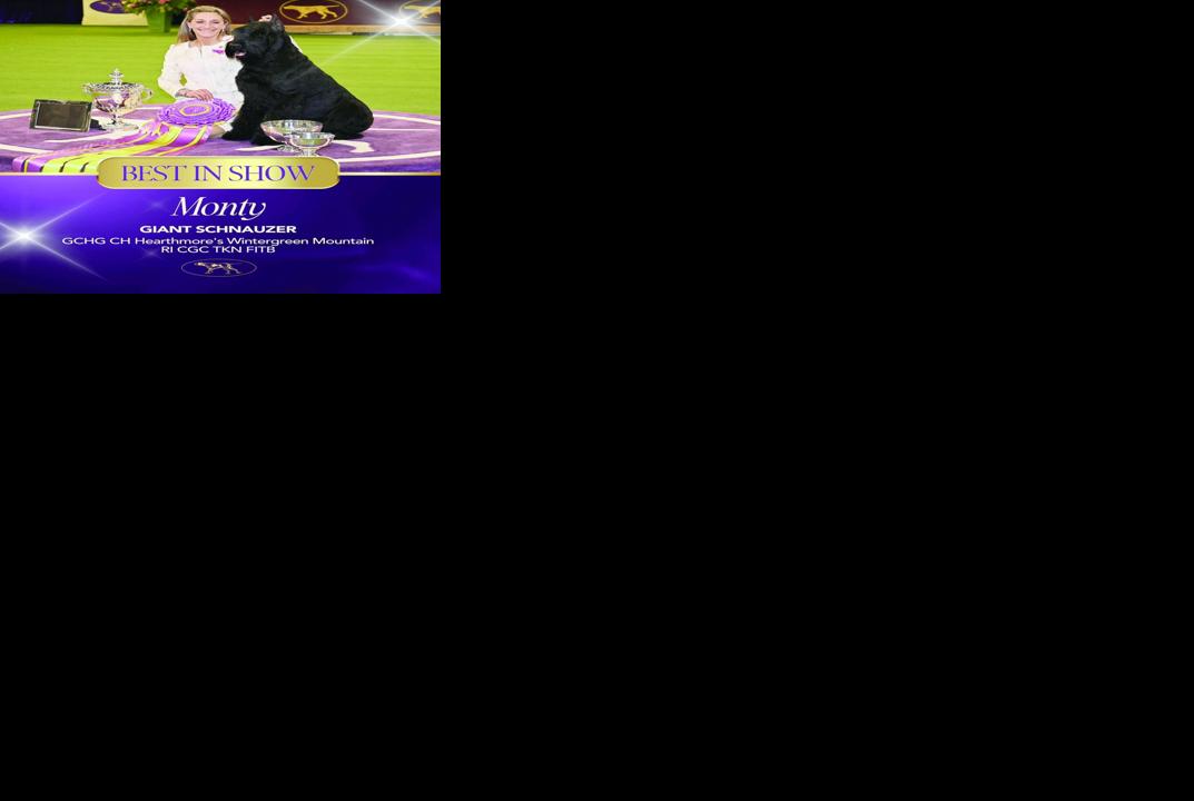 Chaplin woman, dog Monty win Best in Show at Westminster | News ...