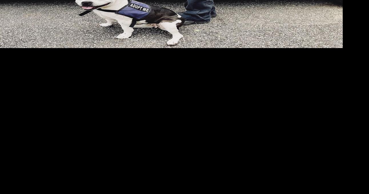 Mansfield Animal Control on a mission | News | thechronicle.com