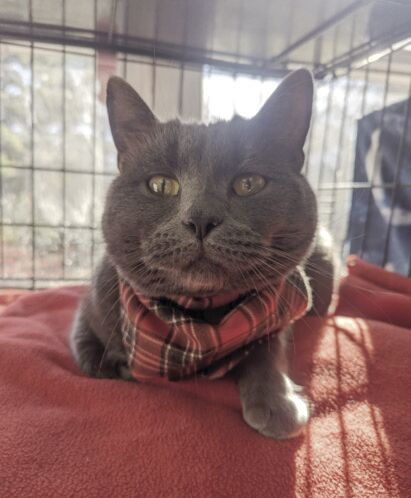 Pet of the Week for January 5, 2024: Charlie | News | thechronicle.com