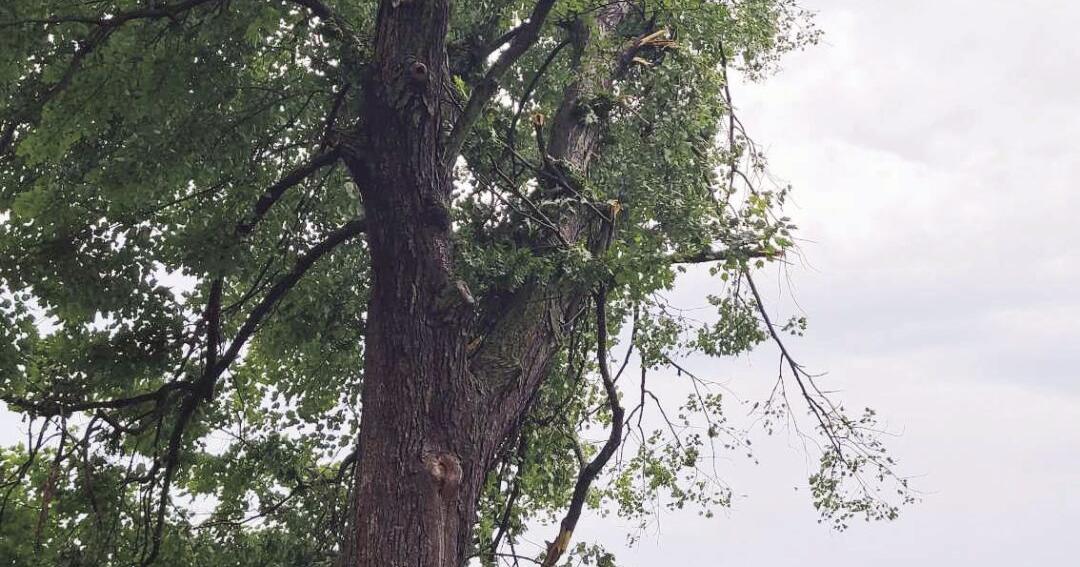 Calling the cut – tree triage, care, and removal | News | thechronicle.com