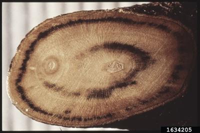 Common vascular diseases of plants – Verticillium wilt and ...