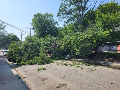 Fallen Tree causes Power Outage on Spring St. | News | thechronicle.com