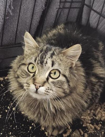 Pet of the Week for January 12, 2023: Tabby | News | thechronicle.com