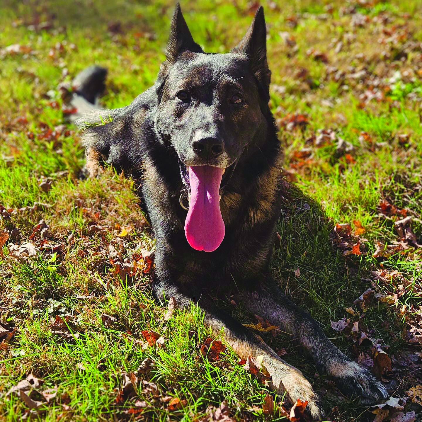 Missing Willington woman rescued by K9 Kash | News | thechronicle.com