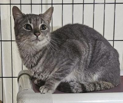 Pet of the Week for February 16, 2024: Beauty | News | thechronicle.com