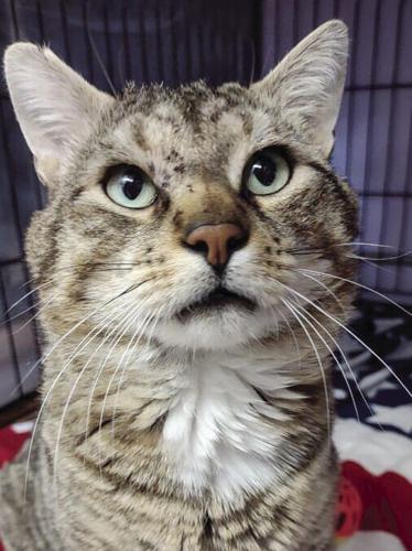 Pet of the Week for June 23, 2023: Waldo | News | thechronicle.com