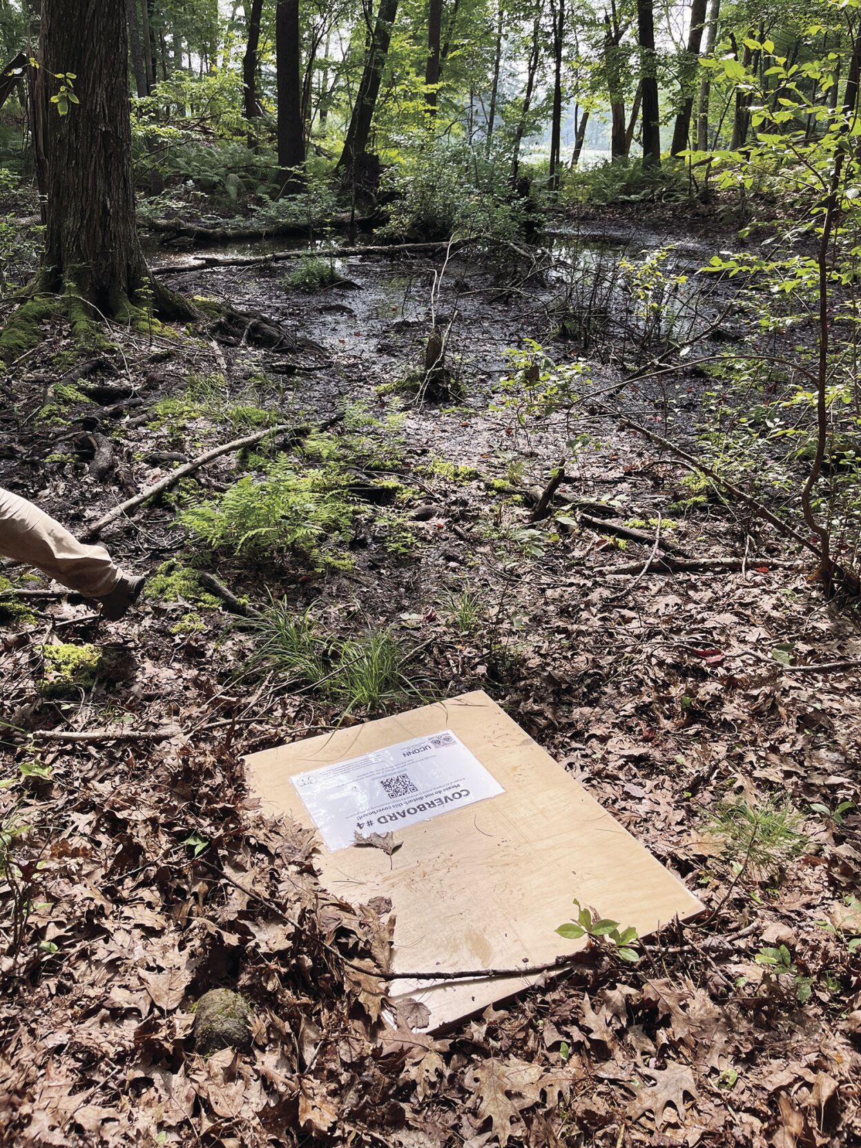 Museum to host guided walk in search of frogs, salamanders, snakes and ...