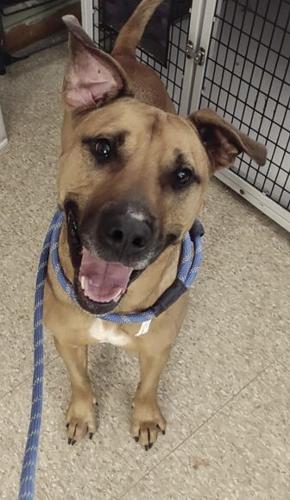 Pet of the Week for November 3, 2023: Boat | News | thechronicle.com