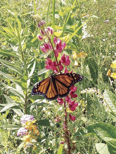 April is National Gardening Month, a time to celebrate the joys of ...