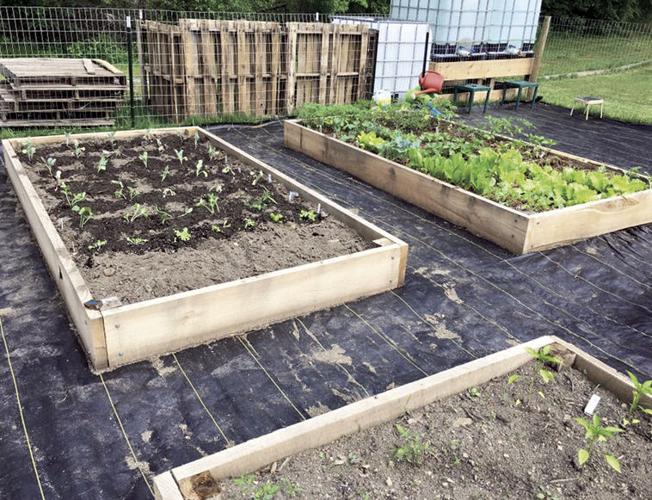 Sign-ups underway for Corry Community Gardens’ 3rd harvest | News ...