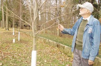 Newly planted trees salute veterans in Memory Lane | News ...