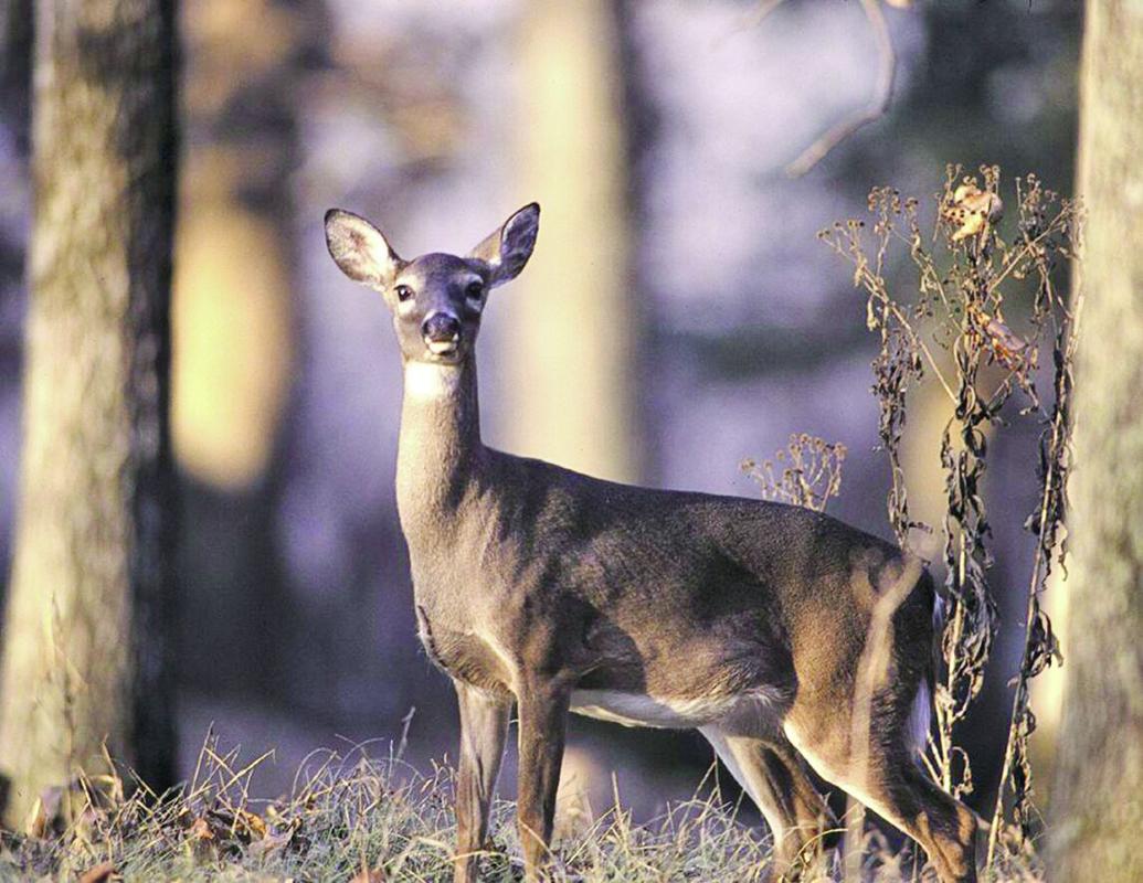 Hunting licenses go on sale soon; PA residents guaranteed doe tags ...