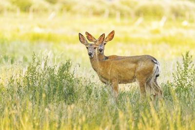 Doe tags still available in local area; Game Commission seeks feedback ...