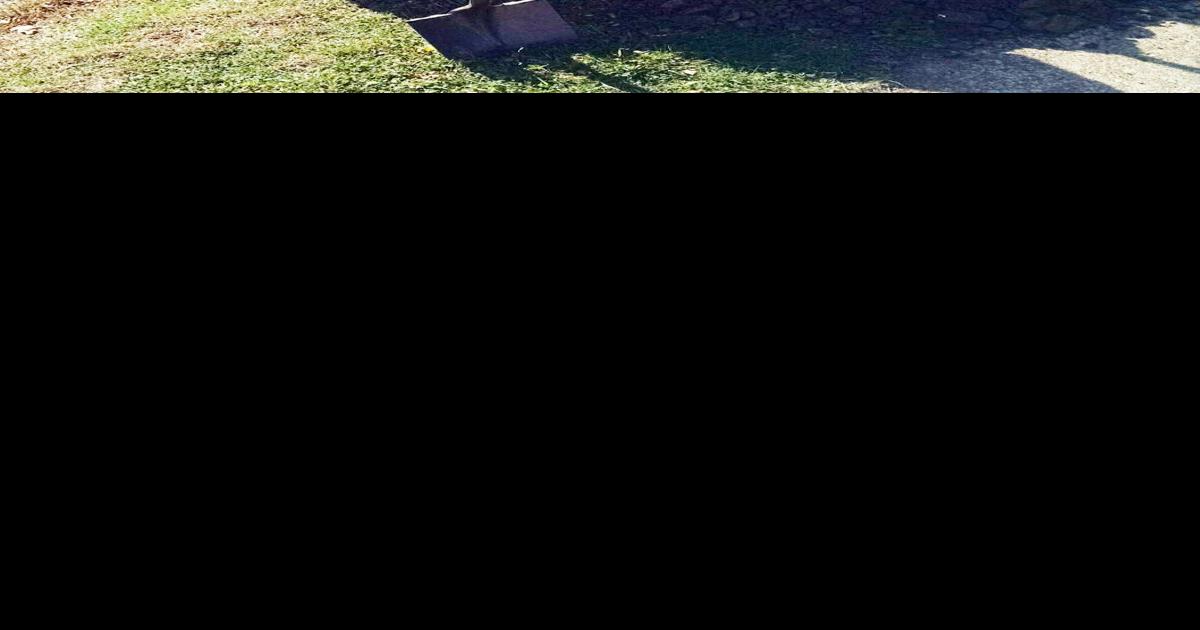 Shade Tree Commission offers street trees to residents | Hometown ...