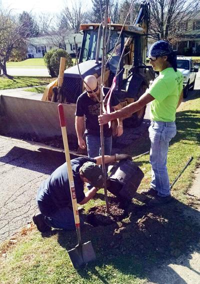 Shade Tree Commission offers street trees to residents | Hometown ...