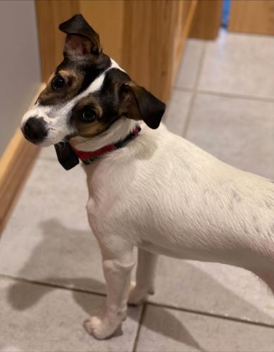 Cute Pet Contest extended | News | thecorryjournal.com