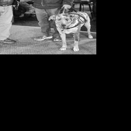 Former Corryite has a dog-gone time in return | Commentary ...