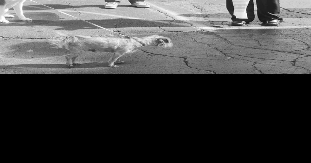 Blessed pets | Hometown News | thecorryjournal.com