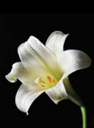 Jeanette (Edwards) Mitchell, 86 | Obituaries | thecorryjournal.com