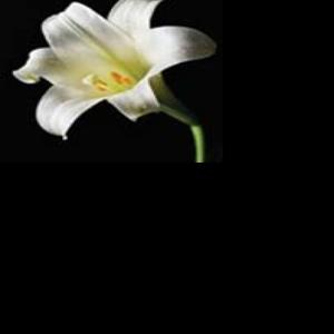 Jeanette (Edwards) Mitchell, 86 | Obituaries | thecorryjournal.com