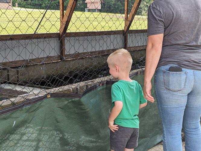 Hatchery happenings | News | thecorryjournal.com