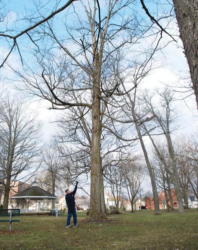Citing safety issues, tree committee looks to partner with city on tree ...