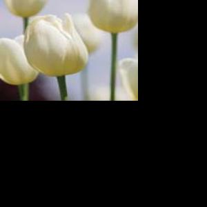 Beverly (Grinder) Worthy, 65 | Obituaries | thecorryjournal.com