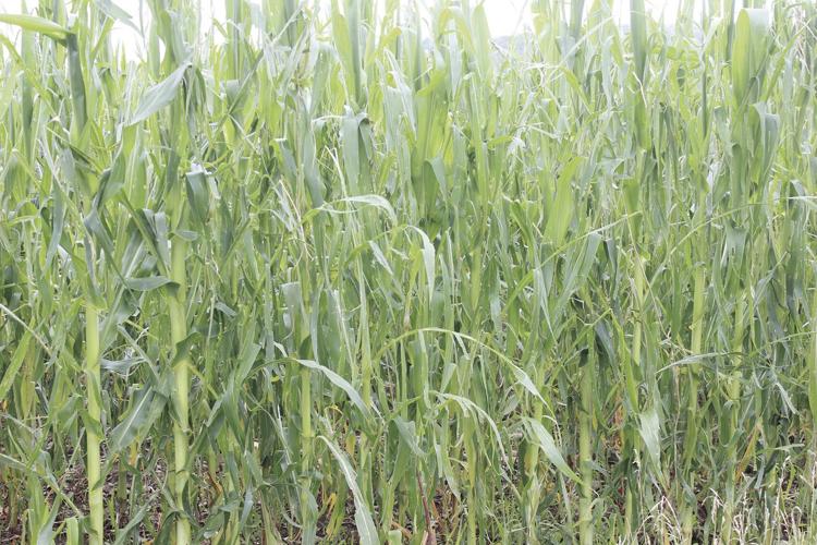 Area farmers deal with crop loss in aftermath of hailstorm | News ...